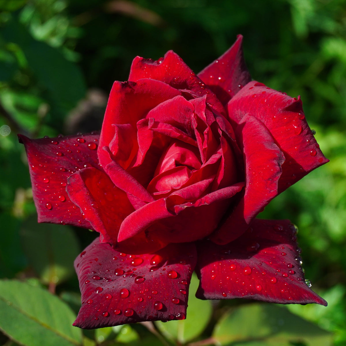 ROSE – INDIGO ELIXIRS